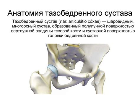 Анатомия тазобедренного сустава презентация онлайн