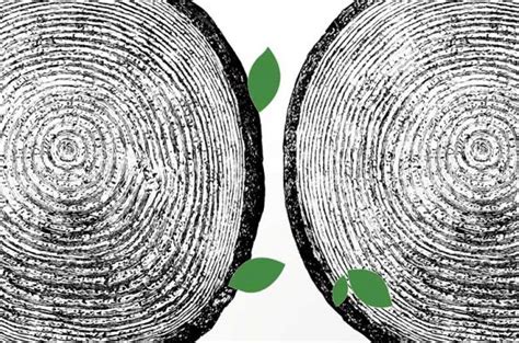 Faster Tree Growth Wont Help Us Hit Climate Targets