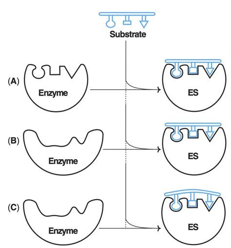 Enzymes Structure Types Mode Of Action Functions Applications