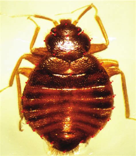 Morphometrics Of The Tropical Bed Bug Hemiptera Cimicidae From Cape
