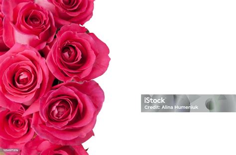 흰색에 고립 된 분홍색 장미의 테두리 인사말 조롱 텍스트에 대한 공간을 복사 0명에 대한 스톡 사진 및 기타 이미지 0명 개화기 결혼식 Istock