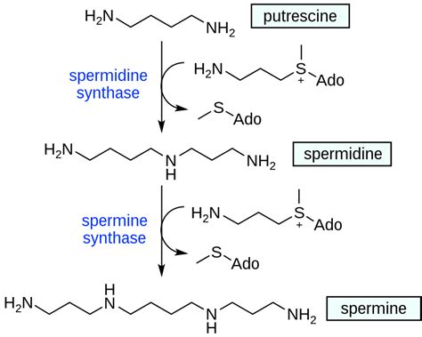 Spermidine Wikipedia