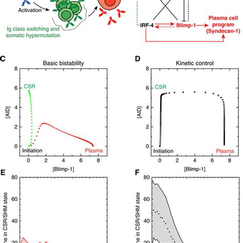 Model Of Class Switch Recombination A The Genomic Organization Of