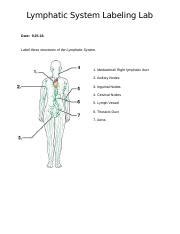 Lab Lymphatic System Labeling Docx Lymphatic System Labeling Lab Date Label These