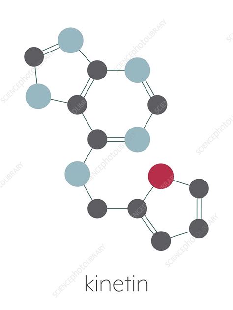 Kinetin Plant Hormone Molecule Illustration Stock Image F030 5912