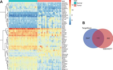 MiR 203 May Be Involved In The NSCLC Development A A Heat Map Of