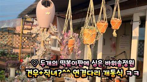 입꼬지로 대품이 점점 늘어가요~♥ 따뜻한맘 담아~엄마and아가들 같이 심어주니 더욱 잘자라요옥상다육 옥상하우스 바위솔
