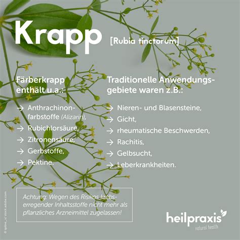 Krapp Inhaltsstoffe Wirkung Und Anwendung Heilpraxis