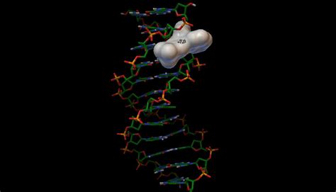 Molecular Docked Model Of Compound 3a With Dna Dodecamer Duplex Of