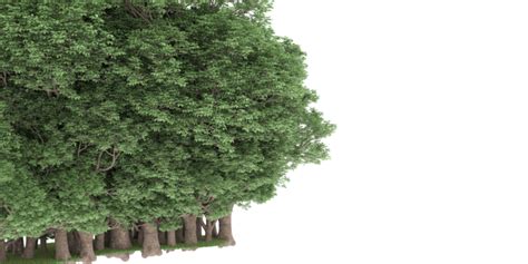 Forest Pngs For Free Download