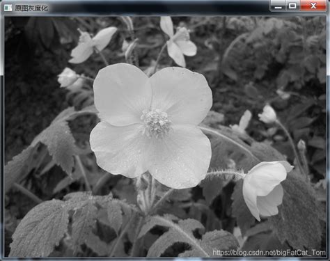 【opencv】实现图像水平竖直以及对角镜像任选一幅图像实现图像的水平、垂直以及对角镜像变换 Csdn博客