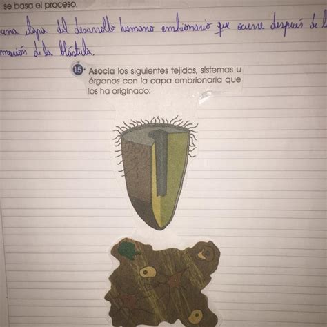 Asocia Los Siguientes Tejidos Sistemas U Organos Con La Capa