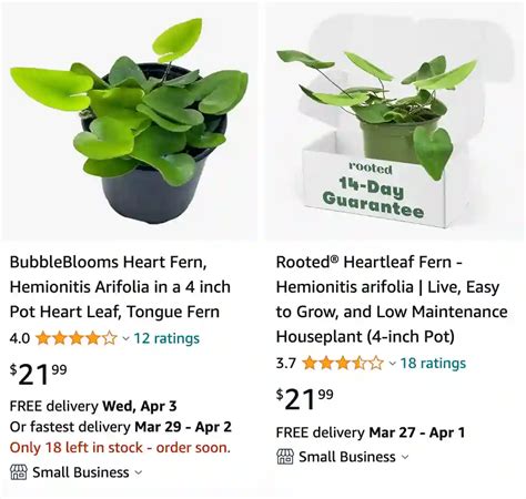 Plant Faqs Hemionitis Arifolia Heart Fern