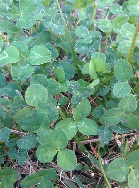 Img20151013161009 잔디밭에서 자라는 토끼풀 모두 세잎클로버