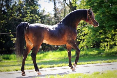 The Swift Runner Articles