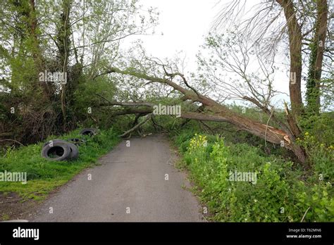 Tree Fallen Across Road High Resolution Stock Photography And Images Alamy