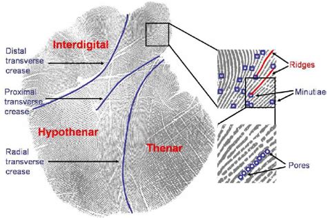 figure 1 from multifeature based high resolution palmprint recognition semantic scholar