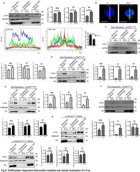 Sumoylation Dependent Salmonella Mediated Sub Cellular Localization Of