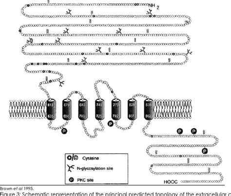 Figure 3 From Sequencing Of Exon 1A And Exon 1B And The Respective Sequence Of The Promoter