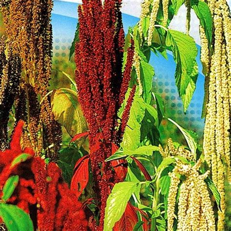 Amaranthus Hybridus Mabopane Daily News Uncovering The Hidden Gem Of