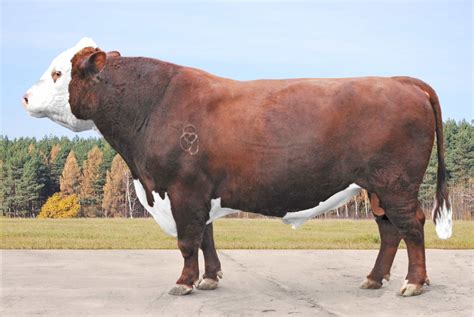 Порода быков симменталы фото