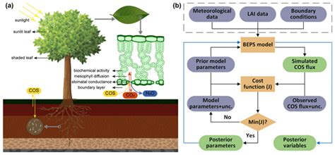 Gmd Metrics Assimilation Of Carbonyl Sulfide Cos Fluxes Within