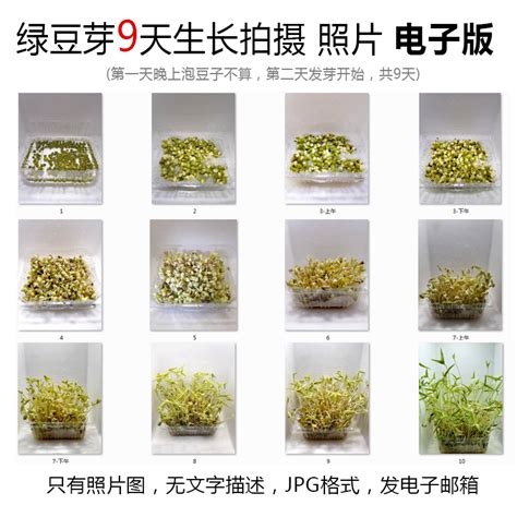 绿豆芽成长图片观察 绿豆芽成长图片 大山谷图库