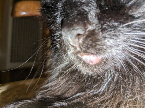 Bump On 15 Year Old Cats Lower Lip Has Anyone Seen Something Like This