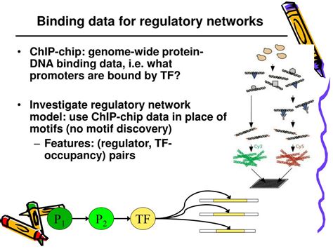 PPT Transcription Factor Binding Sites And Gene Regulatory Network PowerPoint Presentation