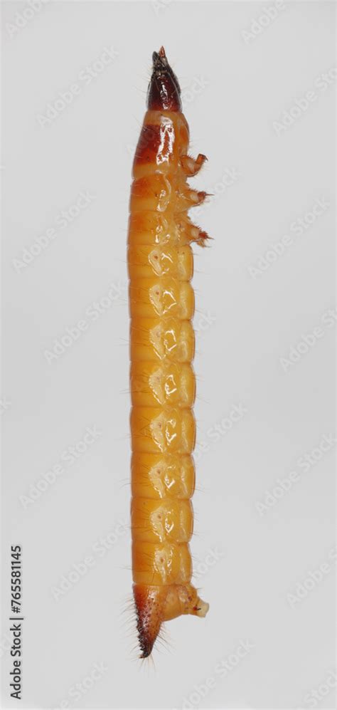 Wireworm Larva Of Mouse Grey Click Beetle Agrypnus Murinus