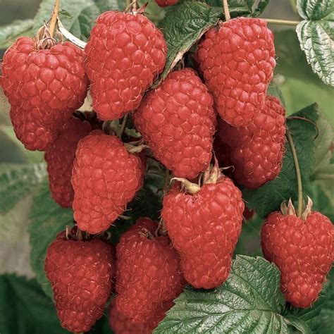 Grow Your Own Loganberry Plants Stark Bros