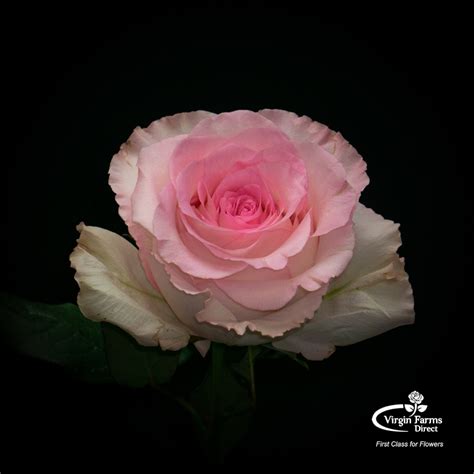 Cotton Xpression Rose Virgin Farms