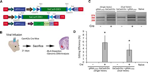 Frontiers The Development Of An Aav Based Crispr Sacas9 Genome