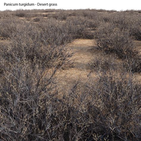 Panicum Turgidum Desert Grass 03 3d Model Cgtrader