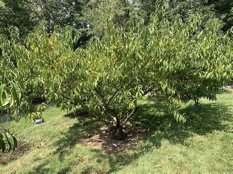 Peach Tree Crown Rot General Fruit Growing Growing Fruit