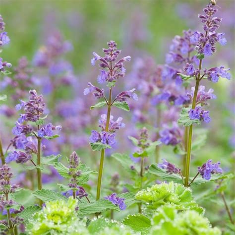 Buy Herb Catnip Seeds At Uk Buy Herb Catnip Seeds At Uk