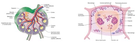 Lymphoma Overview Flashcards Quizlet