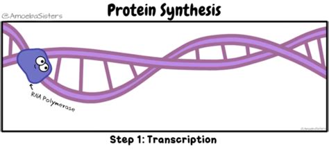 9 1 Aqa Gcse Biology U6 L3 Dna And The Genome Teaching Resources