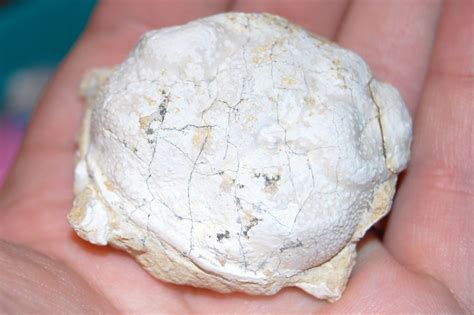 Fossil Crab D Australis From Texas Member Collections The Fossil Forum