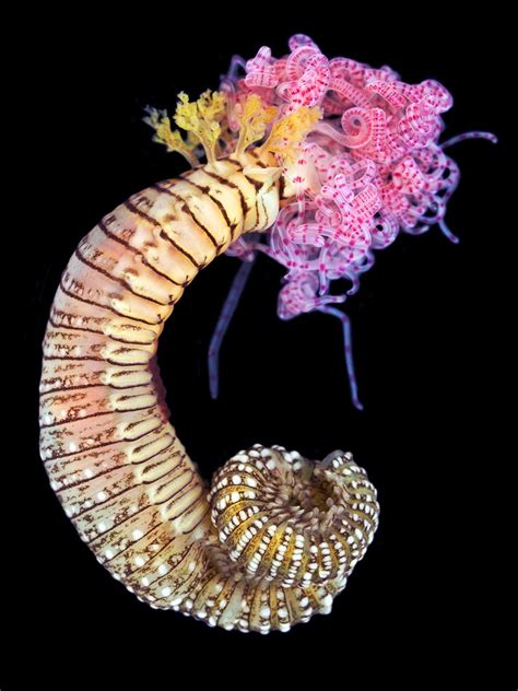 Simply Creative Beautiful Marine Worms Photographs Of Alexander Semenov