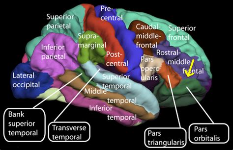 Orbital Part Of Inferior Frontal Gyrus Wikiwand Human Brain Cerebral Cortex Brain Size