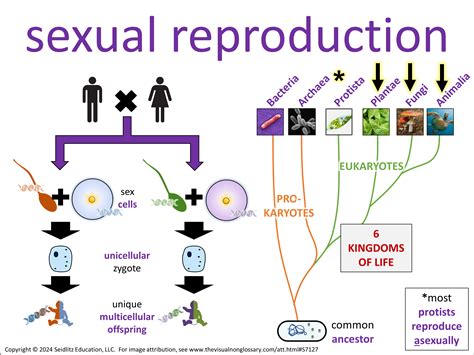 Sexual Reproduction The Visual Non Glossary