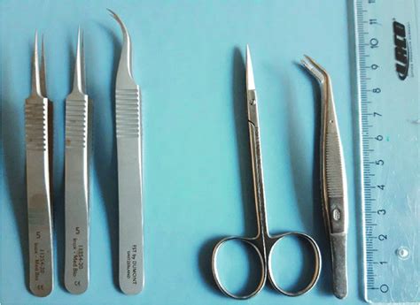 Names Of Dissection Tools At Kathy Lighty Blog
