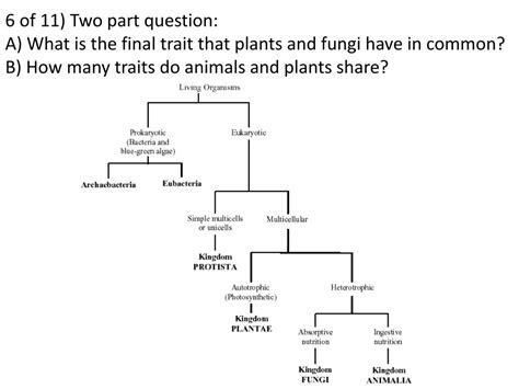 Ppt Biology Classification Challenge Powerpoint Presentation Free Download Id 3023894