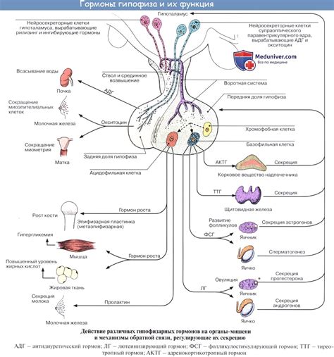 Анатомия Эндокринные железы Основы эндокринологии Система обратной связи