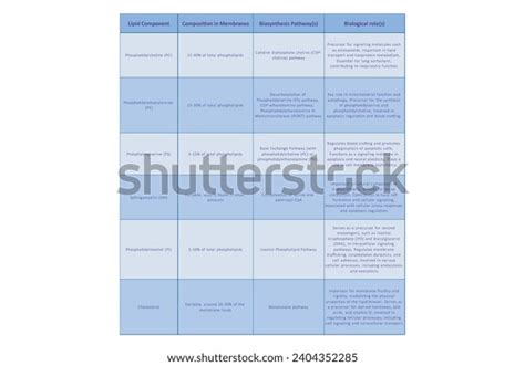 Table Showing Phospholipids Types Biosynthesis Pathways Stock Vector