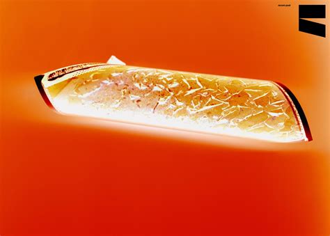 Recomcgi · Michael Hanisch The Enduring Beauty Of Transformation 2024