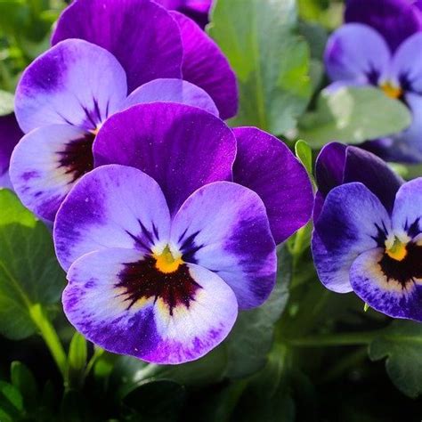 What Are The February Birth Flowers Violet Iris And Primrose