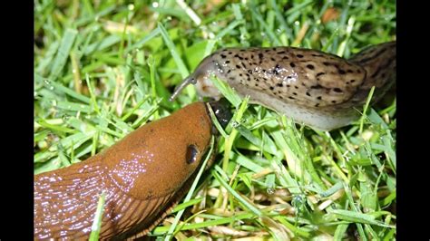 Attack Of The Giant Slugs