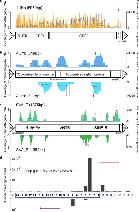 Guide Rna Design For Meis And Guide Rna Cleavage Site Distribution A